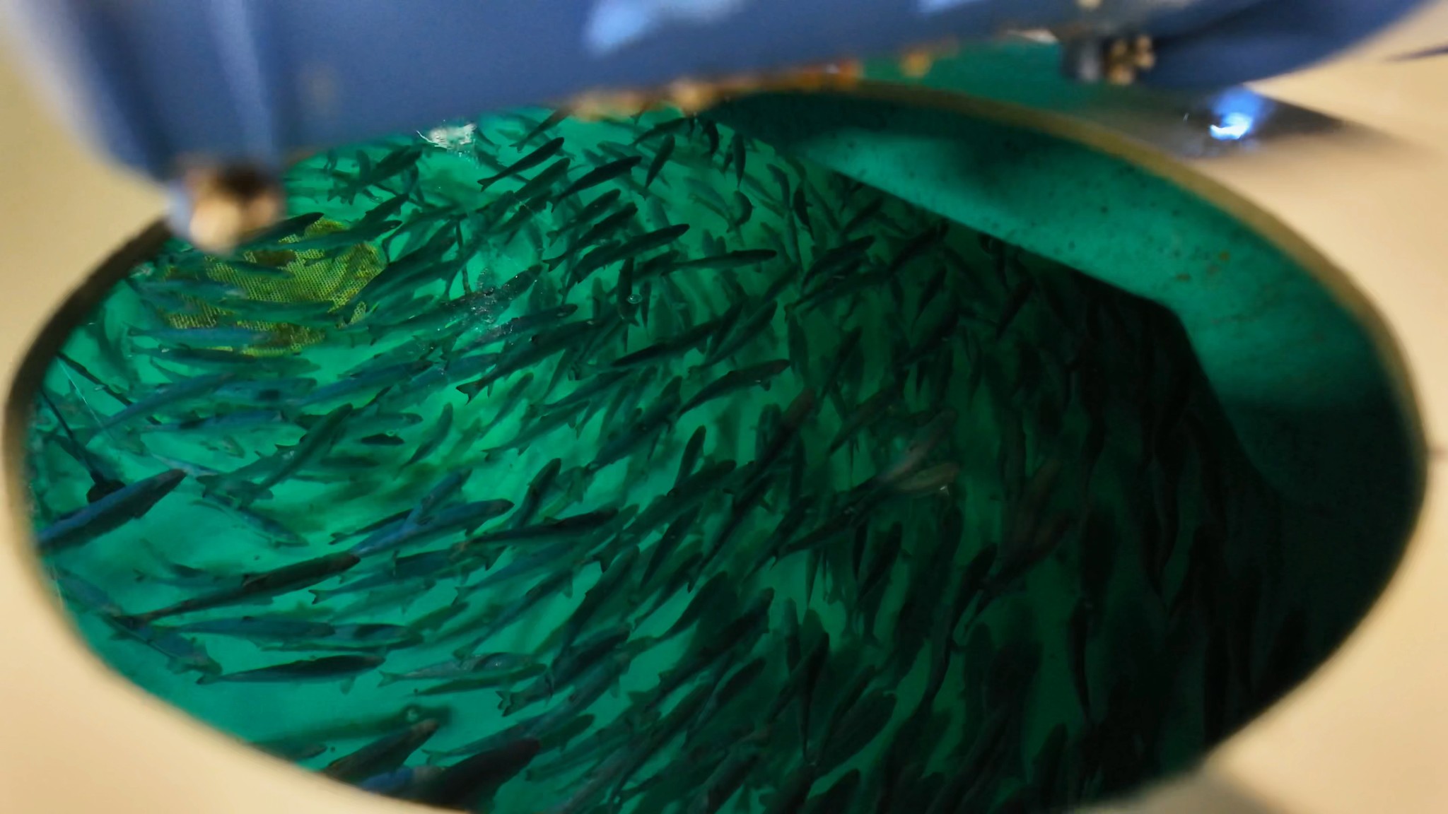 2025 fund now open for applications | Wild Fisheries Fund