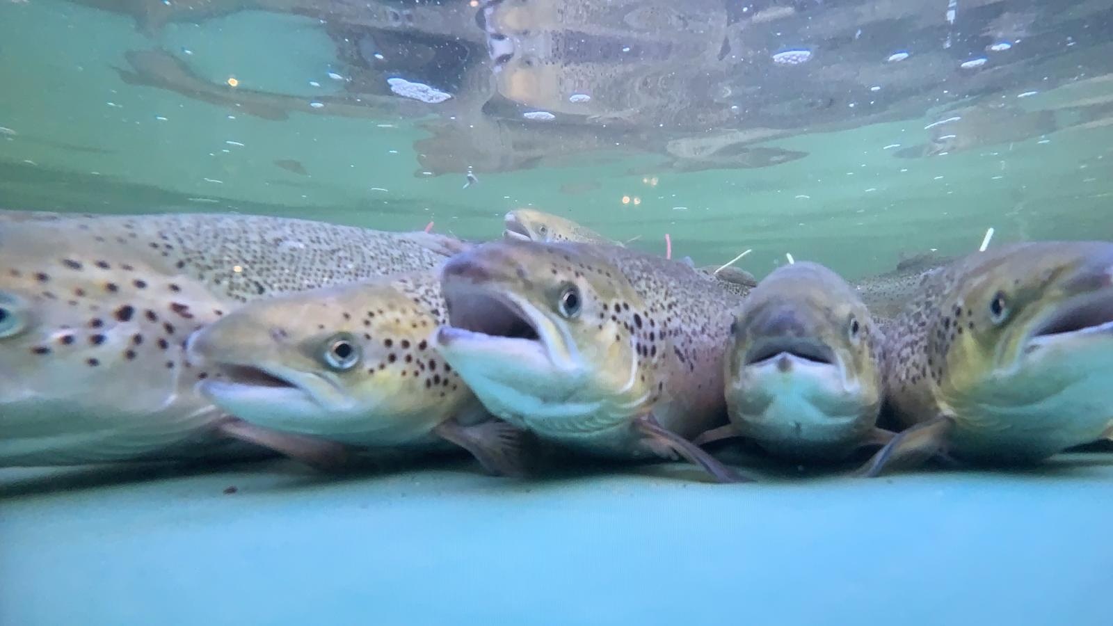 Otterferry and River Ruel Live Gene Bank Project | Wild Fisheries Fund